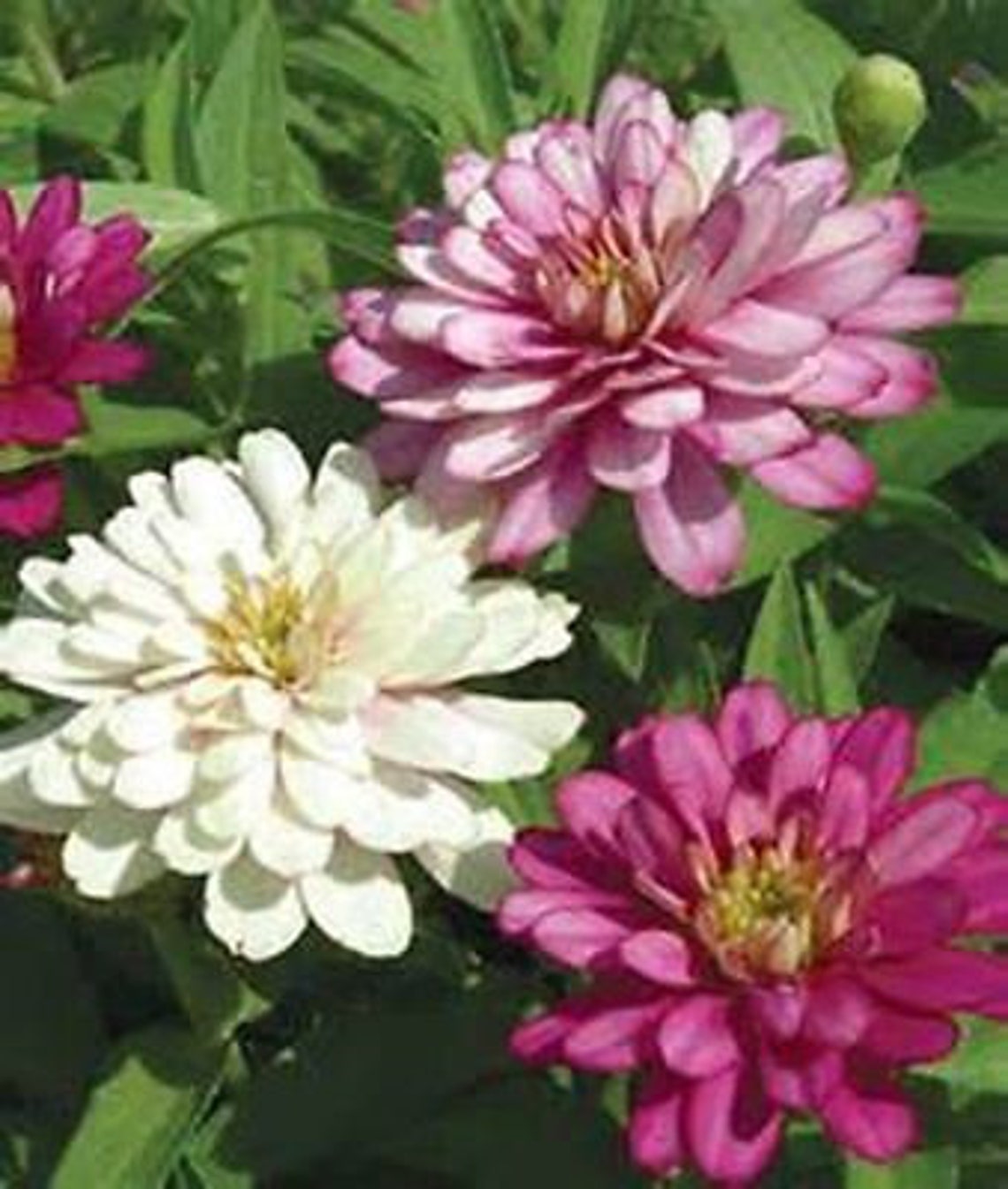 Exquisite Zinnia Flower Seeds Heirloom Country Creek Acres - Etsy
