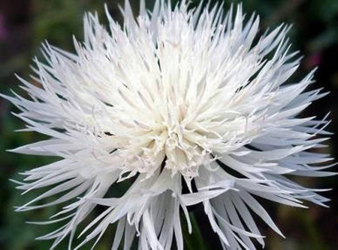 Bachelor Button Tall White Seeds, Heirloom, Country Creek Acres - Etsy