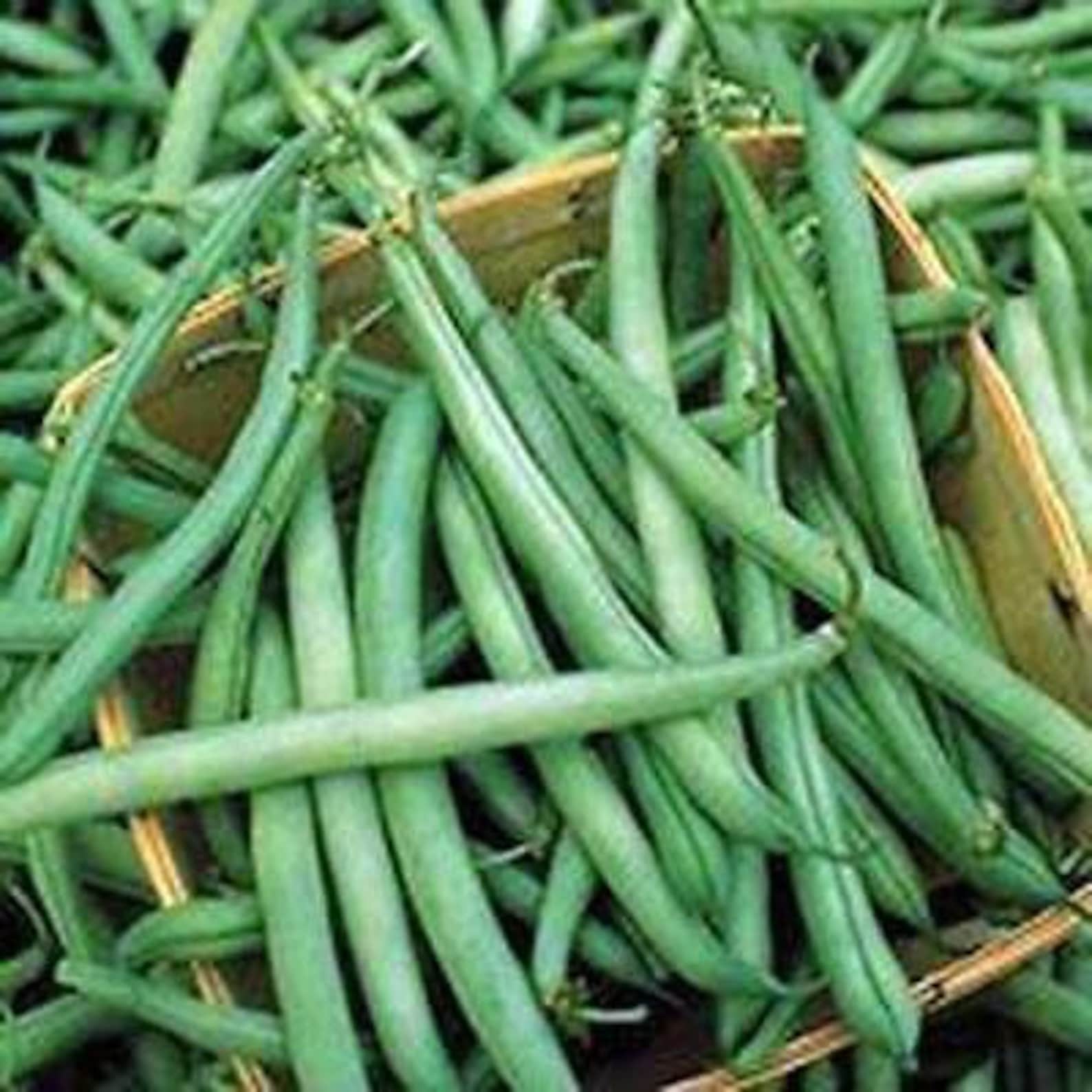 Bean Seeds, Provider Bush Bean Seeds, NON-GMO, Country Creek Acres - Etsy