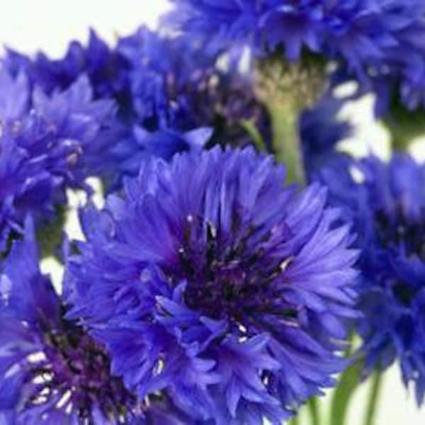 Button Flowers - Etsy