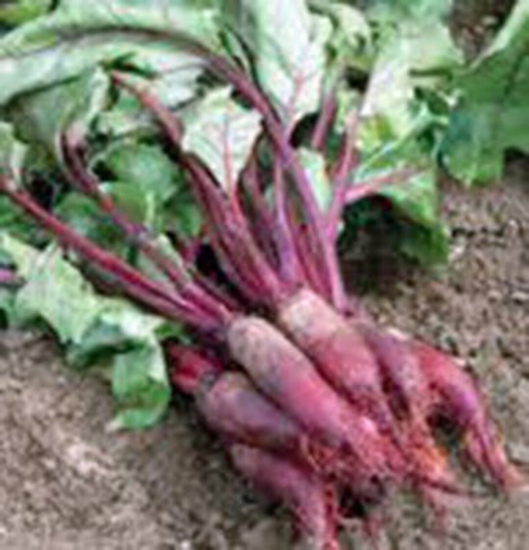 Beets, Cylindra, Heirloom, 25 Seeds, Tender-n-sweet, Cylindrical Shape ...