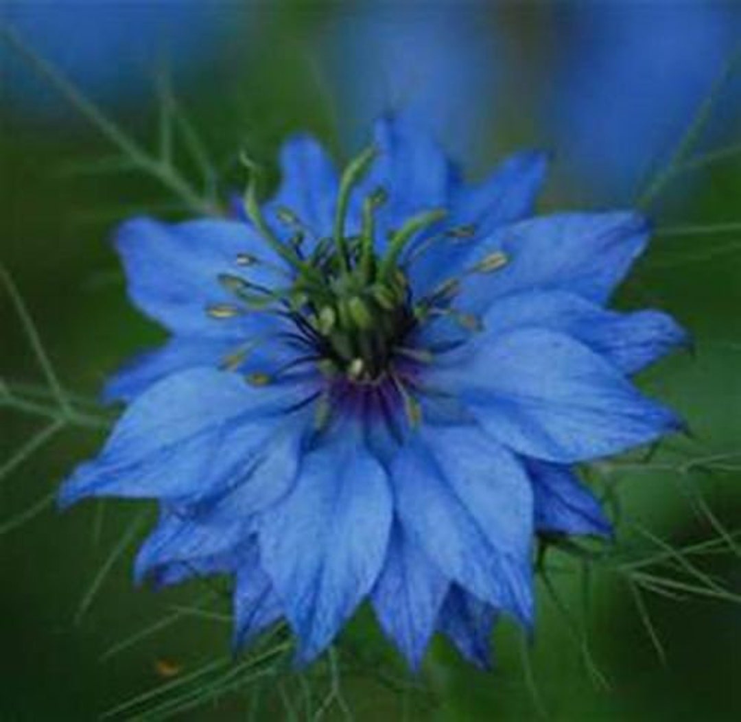 Blue Love in a Mist Flower Seeds, Heirloom, Country Creek Acres - Etsy