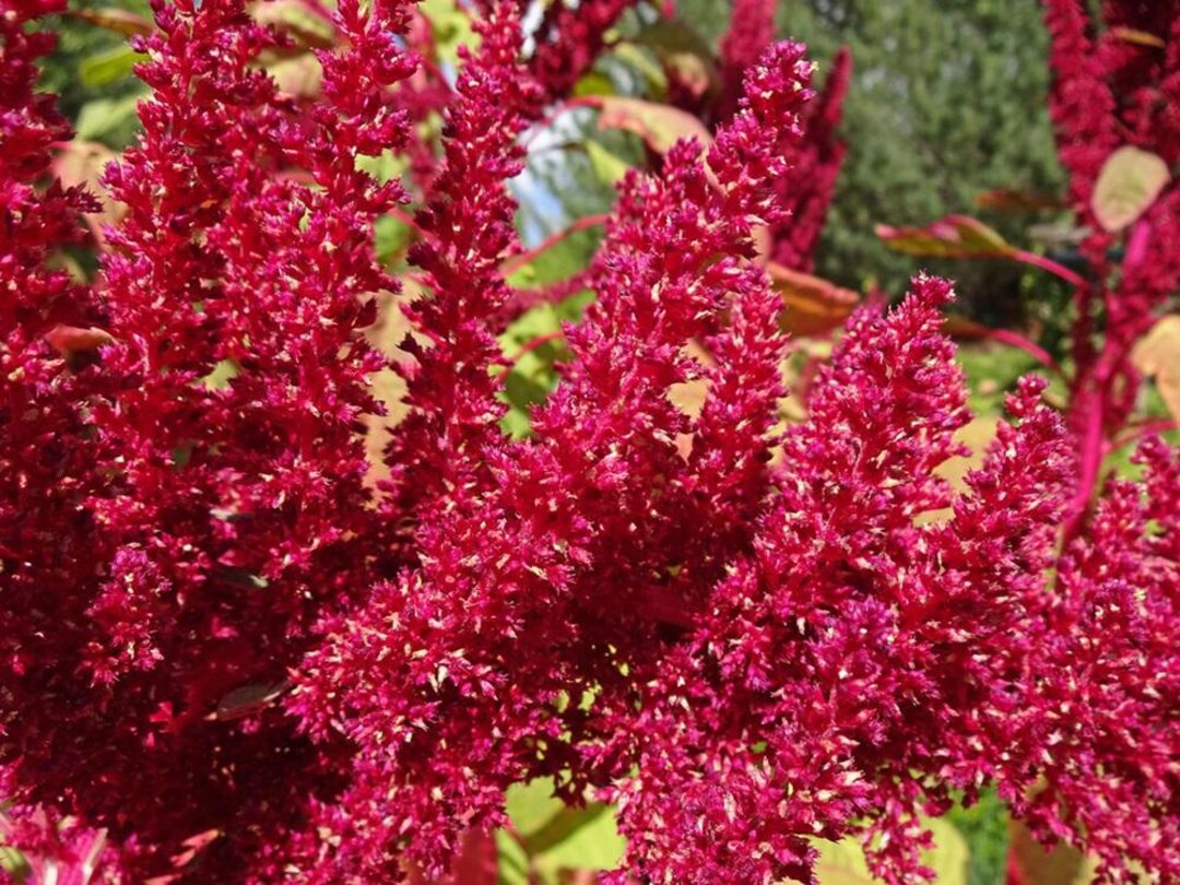 Red Army Amaranth Seeds - Variety of Amaranthus Cruentus, & is Notable ...