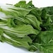 Swiss Chard Large White Ribbed Swiss Chard Seeds Heirloom - Etsy