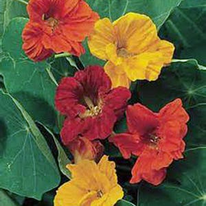 Nasturtium Double Gleam Mix Flower Seeds, Heirloom, Country Creek Acres ...