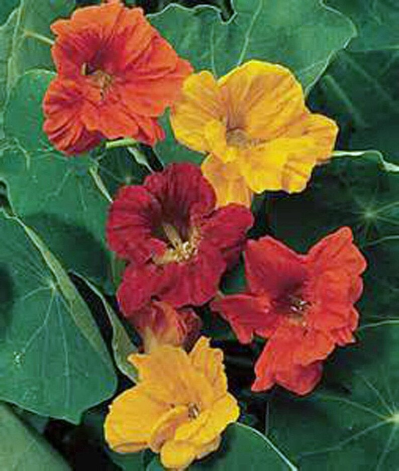 Nasturtium Double Gleam Mix Flower Seeds Heirloom Country - Etsy