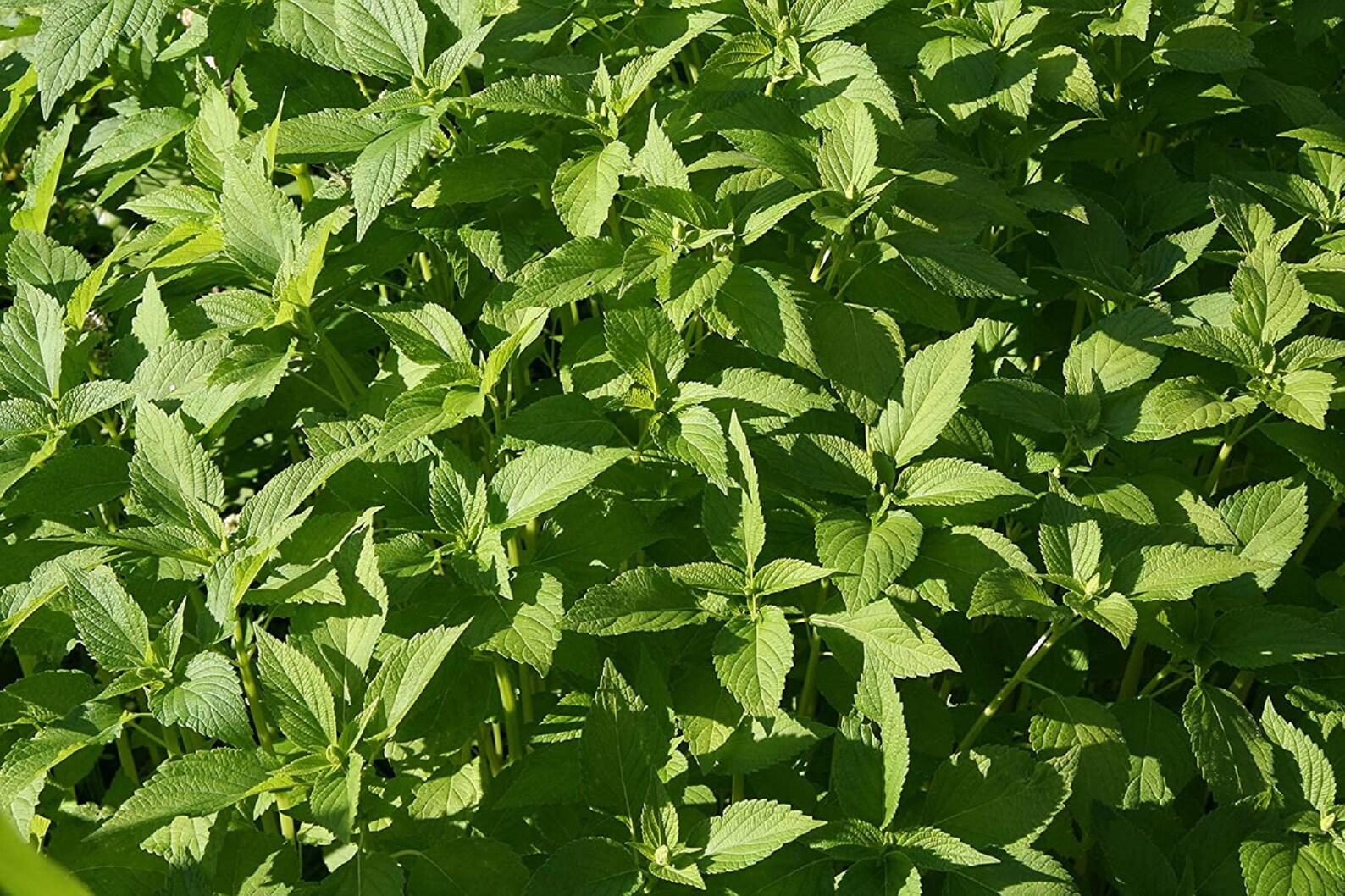 Chia Microgreen Sprouting Seeds, Heirloom, NON GMO, Country Creek Acres ...