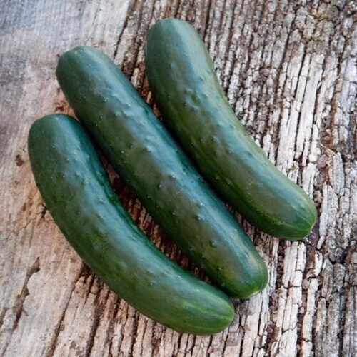 Cucumber Marketer Cucumber Seeds Heirloom NON GMO Country - Etsy
