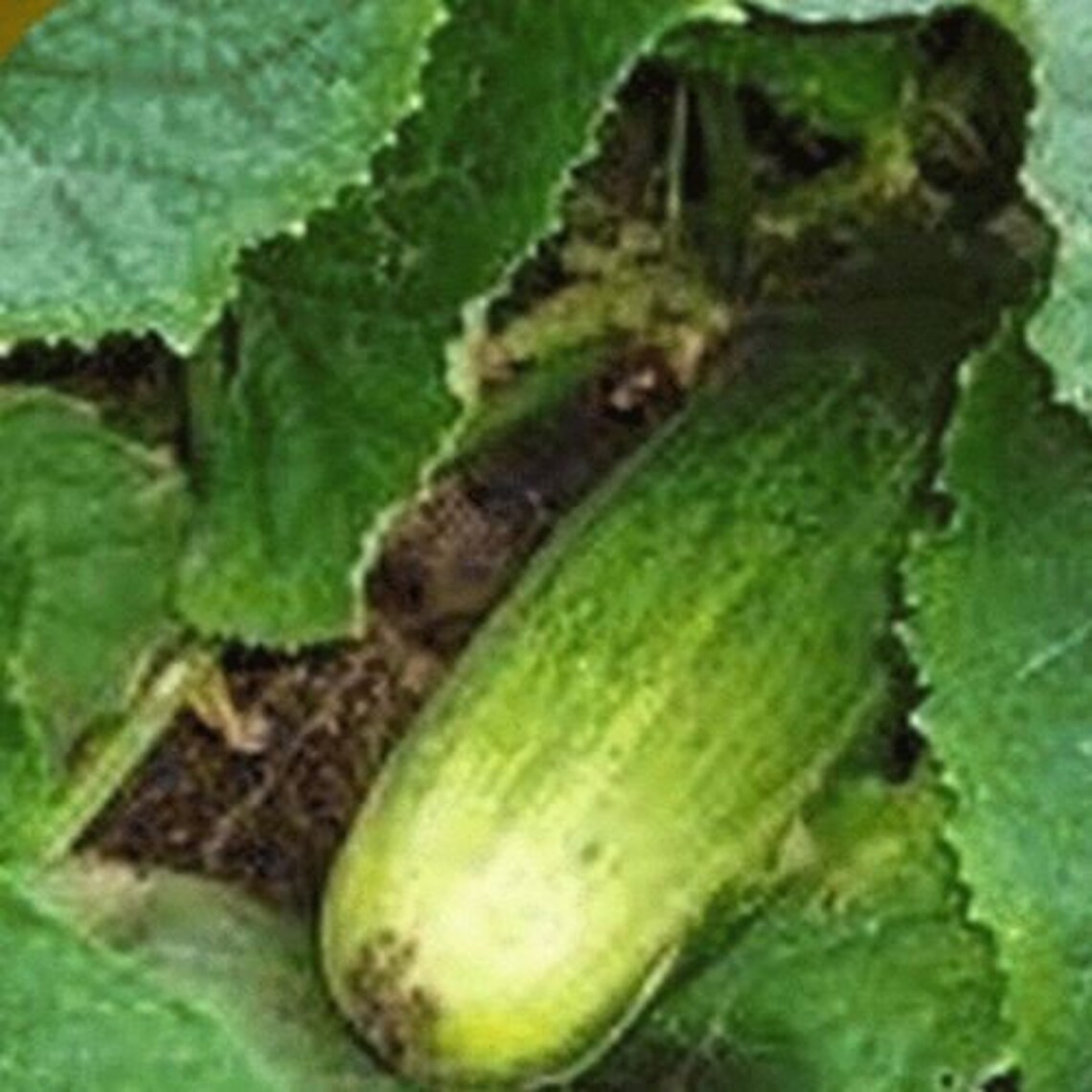 Cucumber, Spacemaster Cucumber Seeds, Heirloom, NON GMO, Country Creek ...