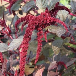 Red Army Amaranth Seeds - Variety of Amaranthus Cruentus, & is Notable for Its Deep, Rich Red ...