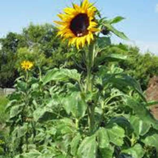 Grey Sunflower - Etsy