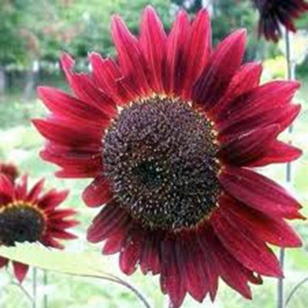 Red Sun Sunflower Seeds, Heirloom, Country Creek Acres - Etsy