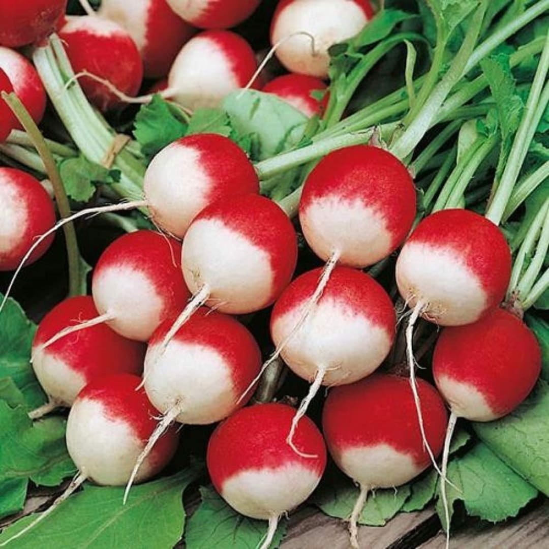 Radish, Sparkler White Tip Radish Seeds, Heirloom, NON GMO, Country ...