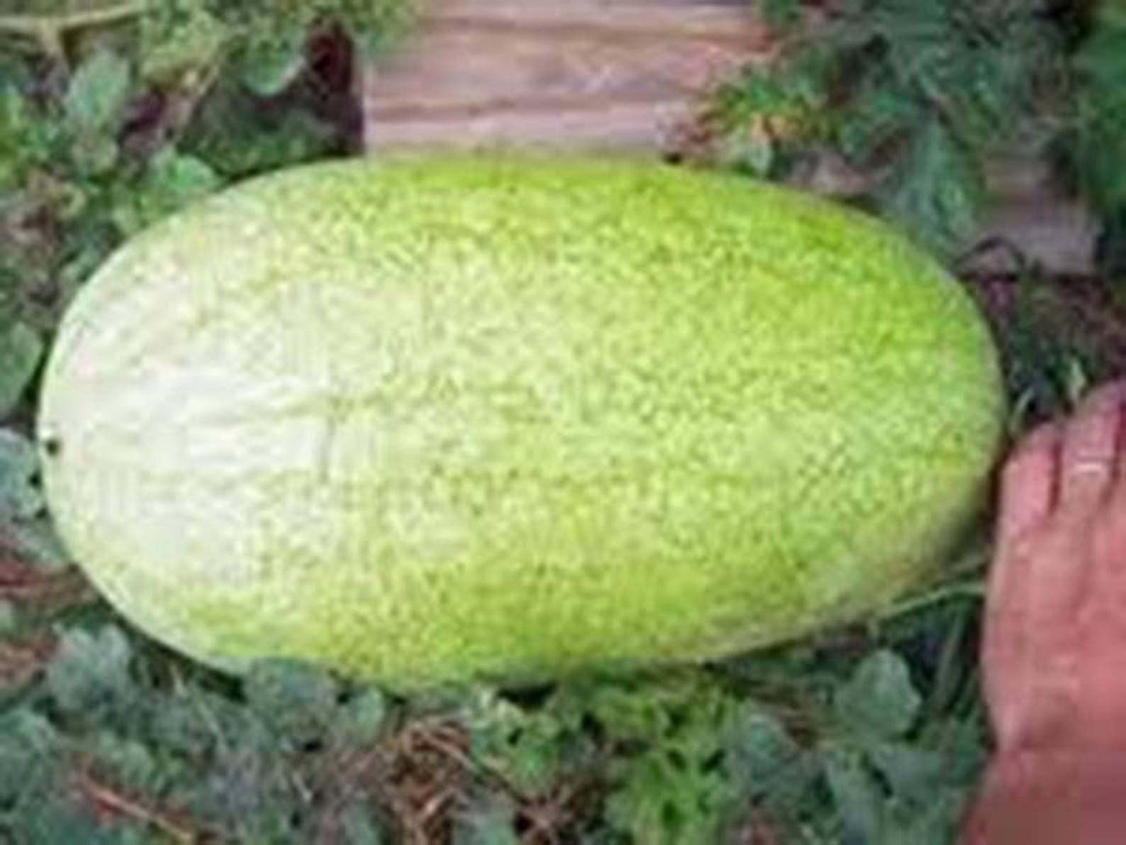Watermelon, Charleston Grey Watermelon Seeds, Heirloom, NON GMO ...