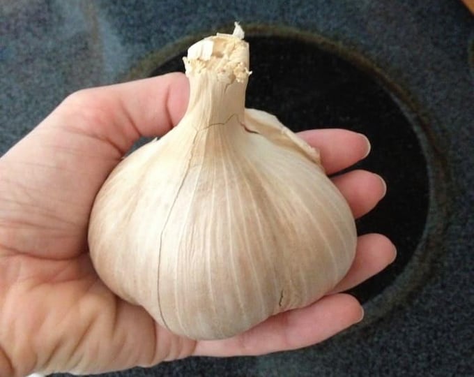 Elephant Garlic (garlic You Only Plant Once) - Etsy