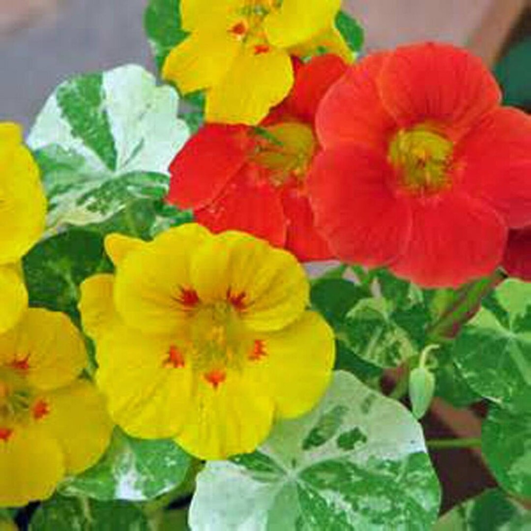 Nasturtium Double Gleam Mix Flower Seeds, Heirloom, Country Creek Acres ...