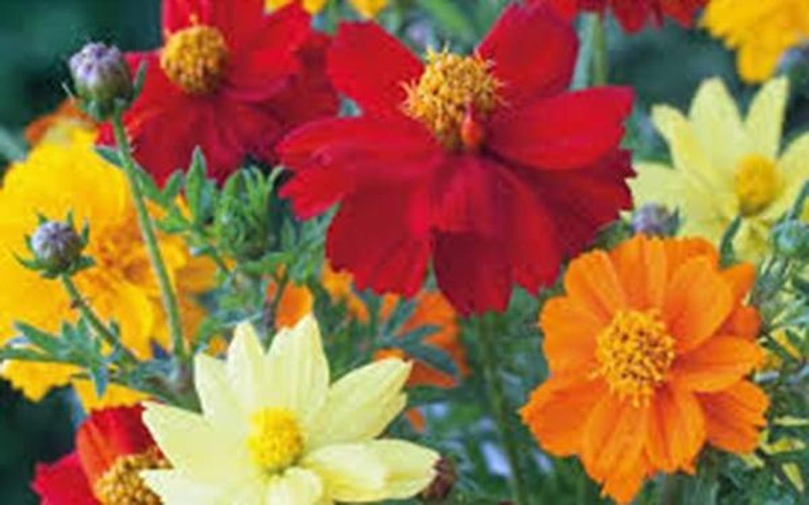 Cosmos Bright Light Flower Seeds, Heirloom, Country Creek Acres - Etsy