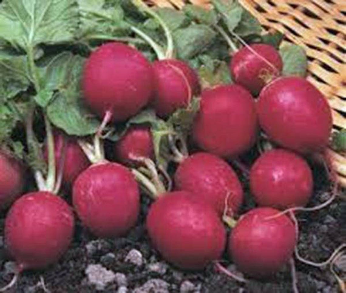 Radish Cherry Belle Radish Seeds Heirloom NON GMO Country - Etsy