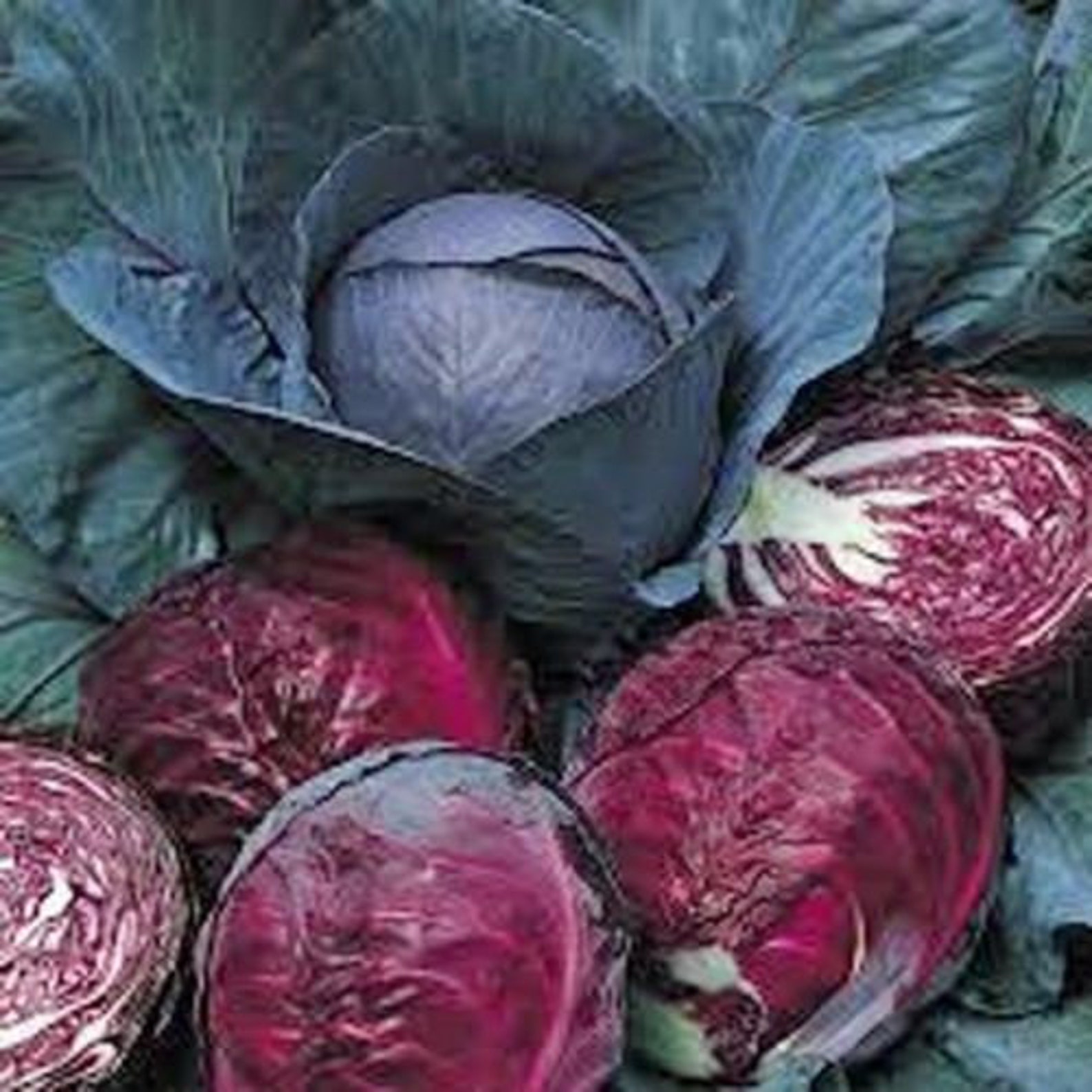 Cabbage, Red Acre Cabbage Seeds, NON GMO, Country Creek Acres - Etsy