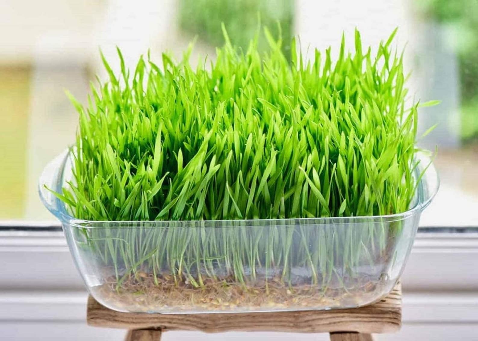 Cat Grass Microgreen Sprouting Mix Seeds Wheatgrass Barley & | Etsy