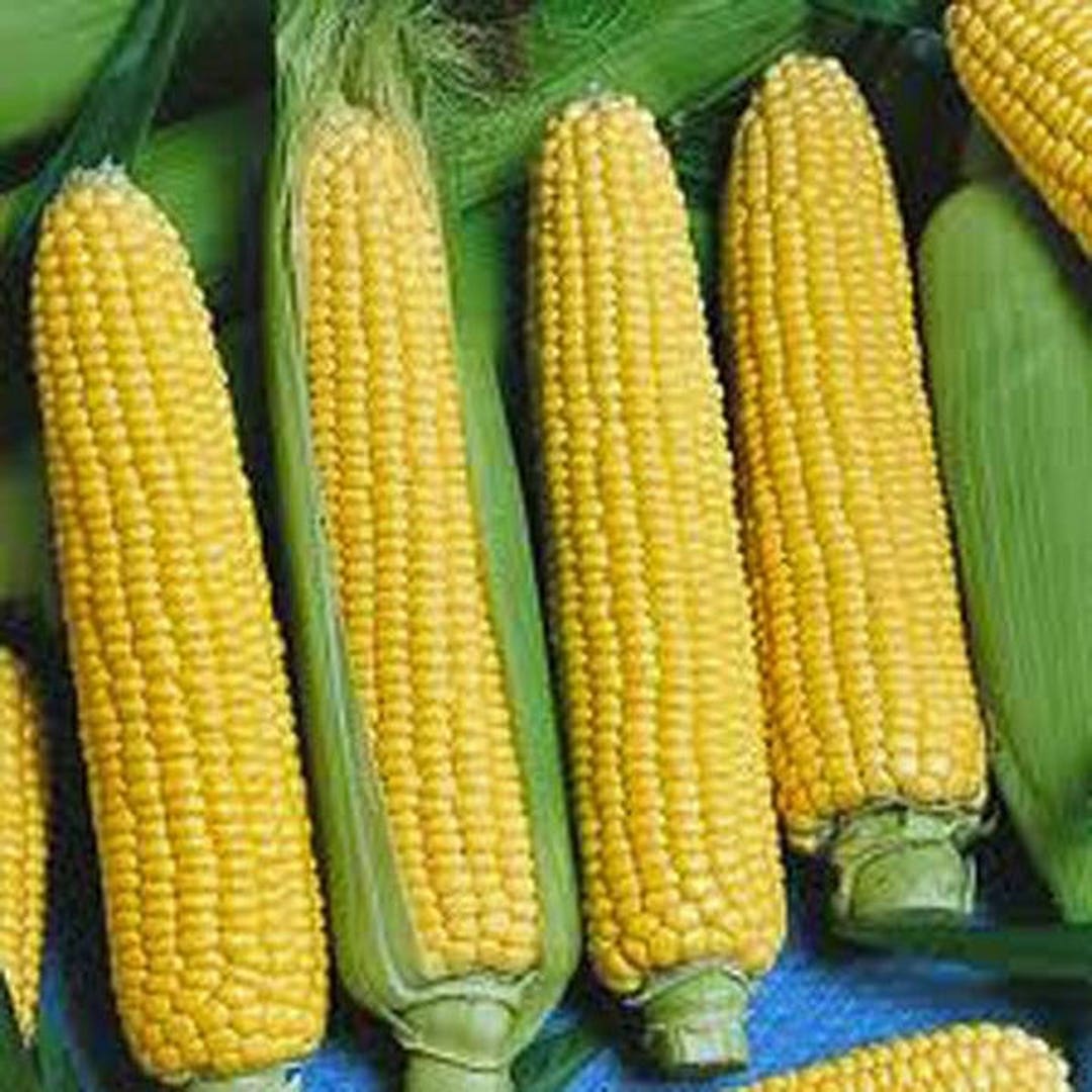 Corn, Golden Beauty Corn Seeds, Heirloom, NON GMO, Country Creek Acres ...