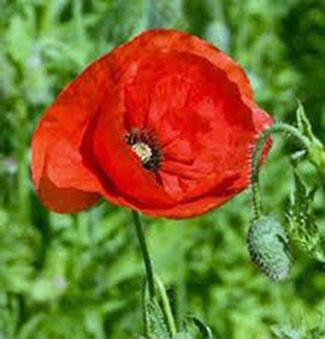 Poppy Flanders Flower Seeds, Heirloom, Country Creek Acres - Etsy