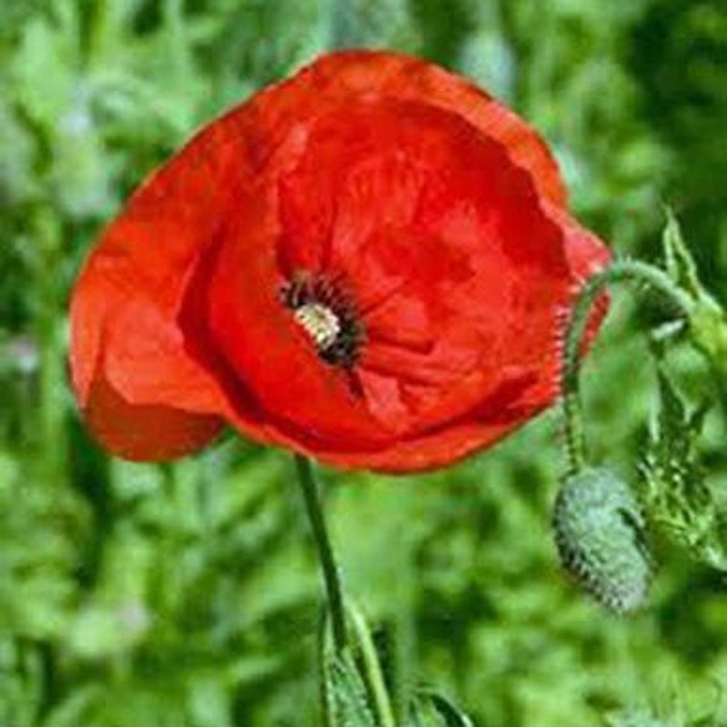 Flanders Poppy - Etsy