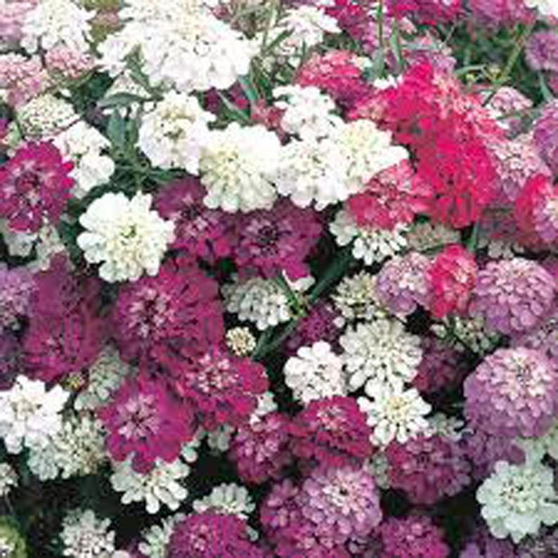 Candytuft Dwarf Fairy Mix Seeds, Heirloom, Country Creek Acres - Etsy