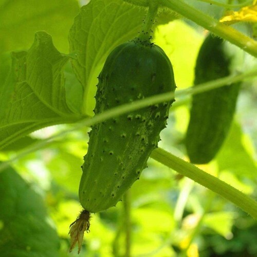 Cucumber Marketer Cucumber Seeds Heirloom NON GMO Country - Etsy