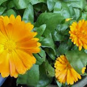 Calendula Seeds, Heirloom, Country Creek Acres - Etsy