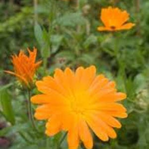 Calendula Seeds, Heirloom, Country Creek Acres - Etsy