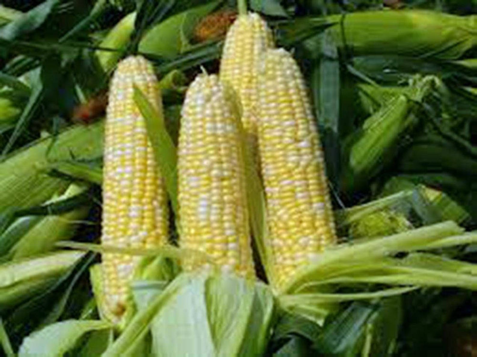 Corn, Bi-color Butter N Sugar Corn Seeds, Heirloom, NON GMO, Country ...