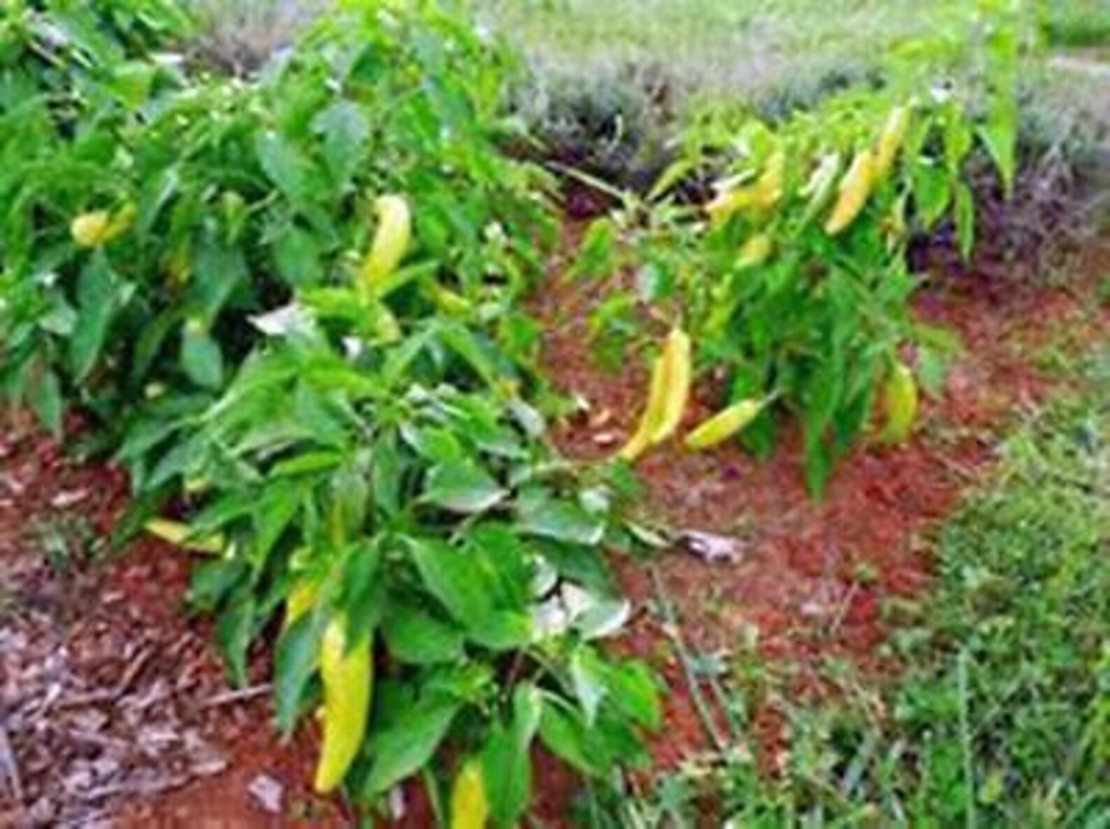 Pepper, Hot Hungarian Yellow Wax Pepper, Heirloom, NON GMO, Country ...