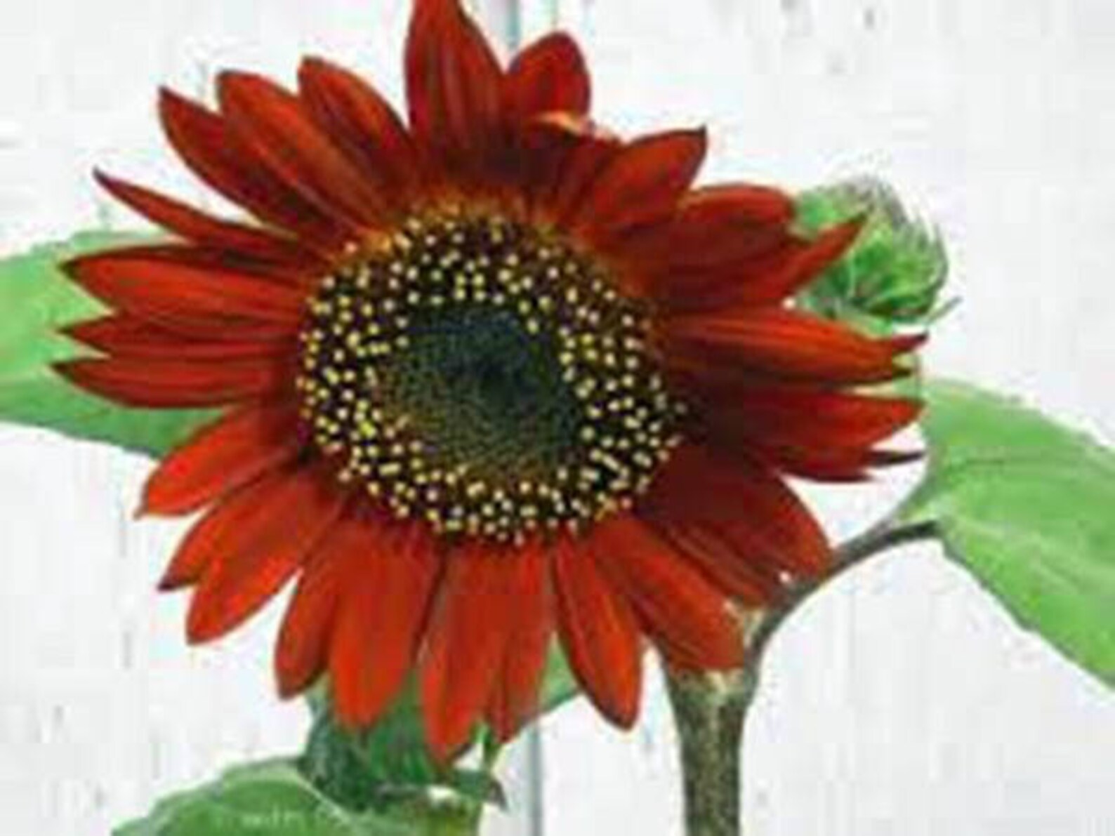 Red Sun Sunflower Seeds Heirloom Country Creek Acres - Etsy