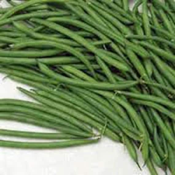 Bean Seeds Burpee Stringless Green Bean Seeds Heirloom - Etsy
