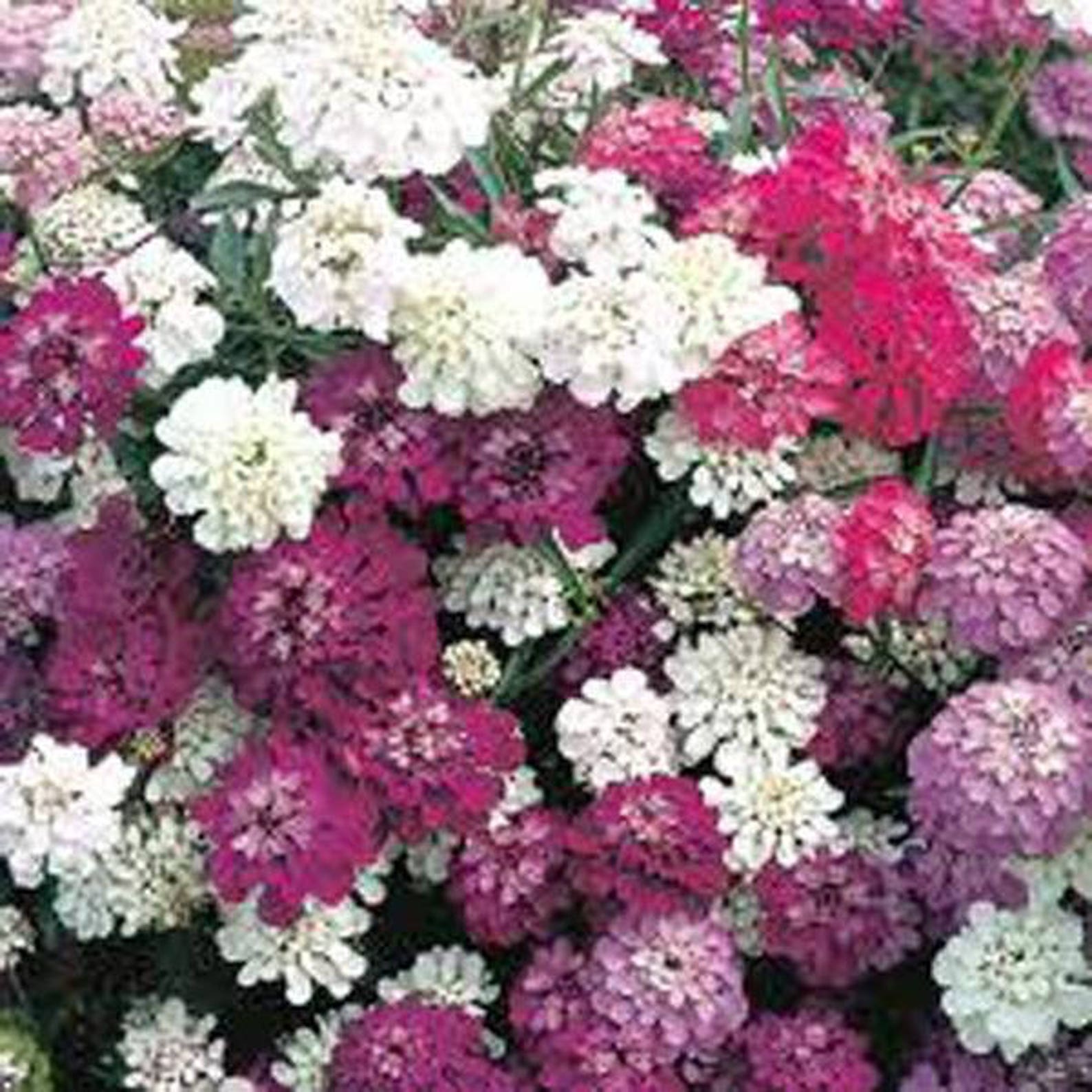 Candytuft Dwarf Fairy Mix Seeds, Heirloom, Country Creek Acres - Etsy