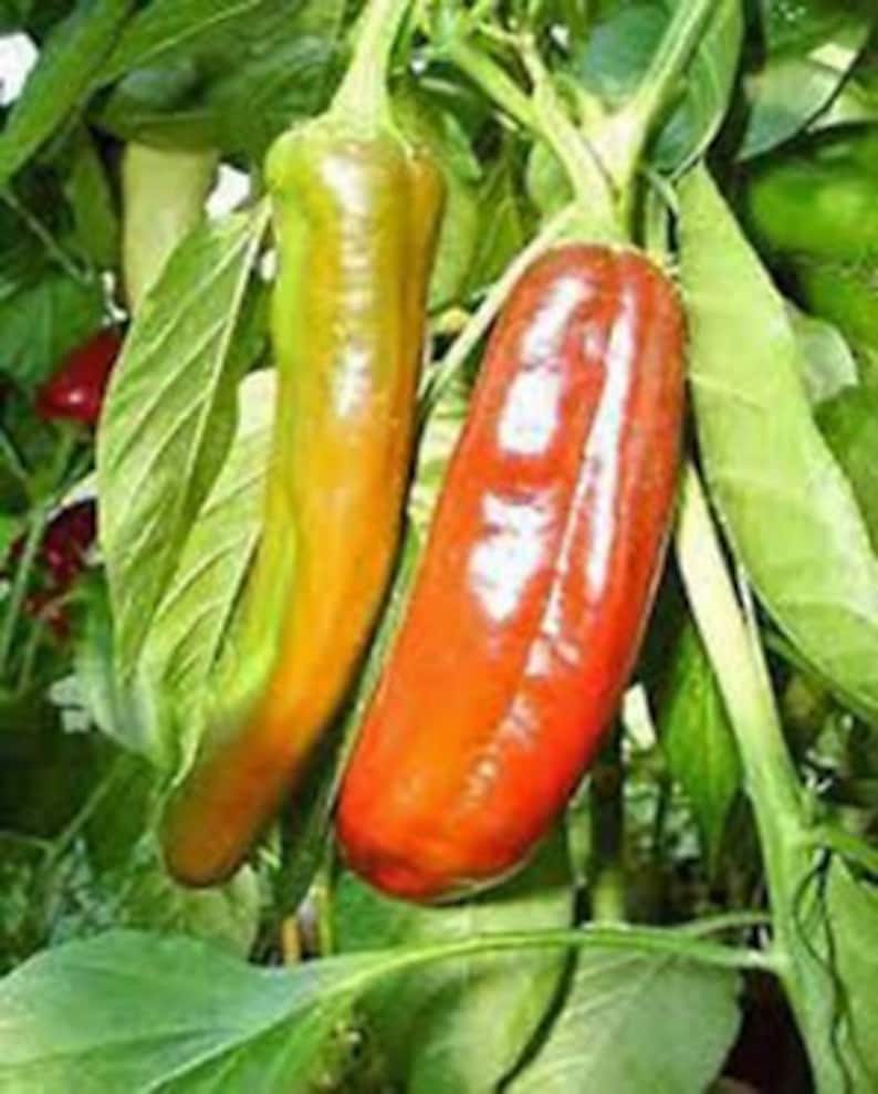 Pepper Seed Collection 6 Varieties Heirloom NON GMO - Etsy