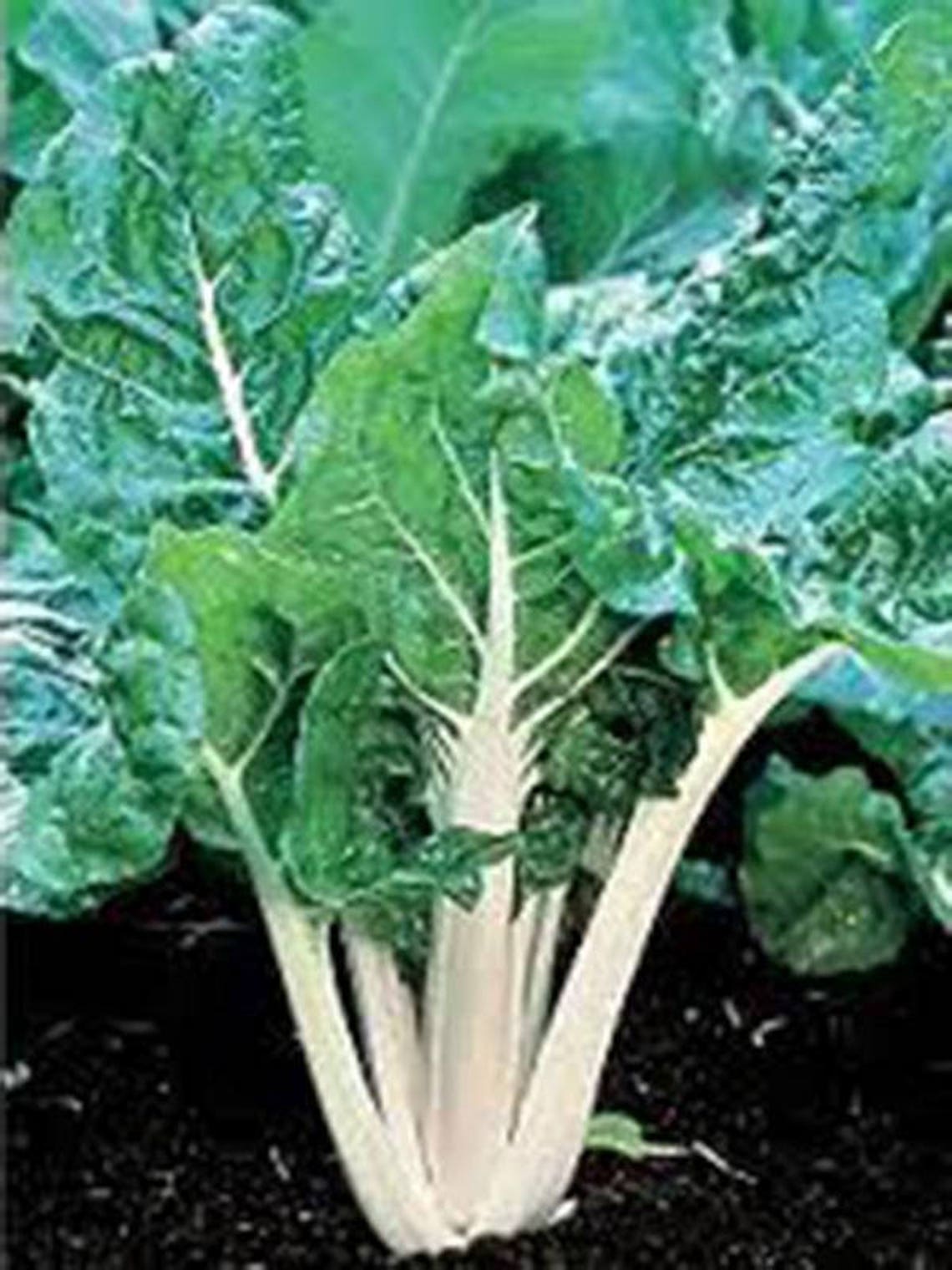 Swiss Chard, Large White Ribbed Swiss Chard Seeds, Heirloom, NON GMO ...