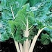 Swiss Chard Large White Ribbed Swiss Chard Seeds Heirloom - Etsy