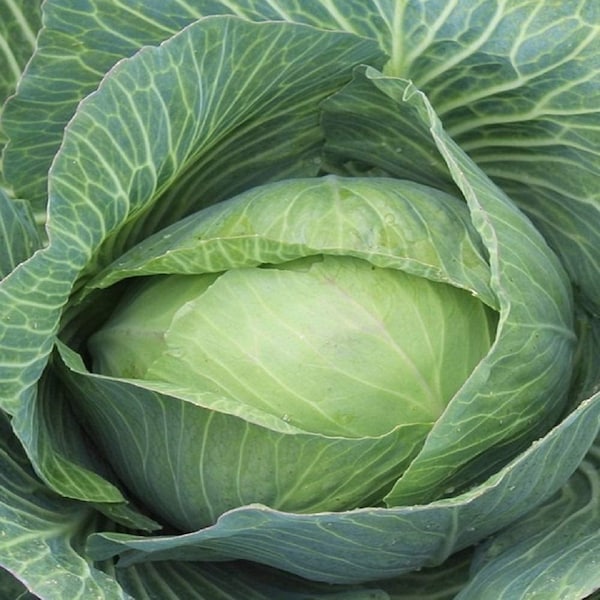 Cabbage - Etsy