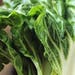 Swiss Chard, Large White Ribbed Swiss Chard Seeds, Heirloom, NON GMO ...