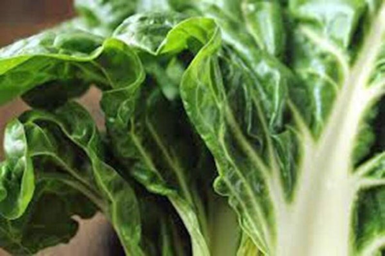 Swiss Chard, Large White Ribbed Swiss Chard Seeds, Heirloom, NON GMO ...