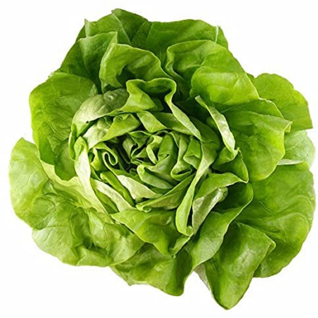 Boston Bibb Lettuce Seeds, Butterhead, Heirloom, NON GMO, Country Creek ...