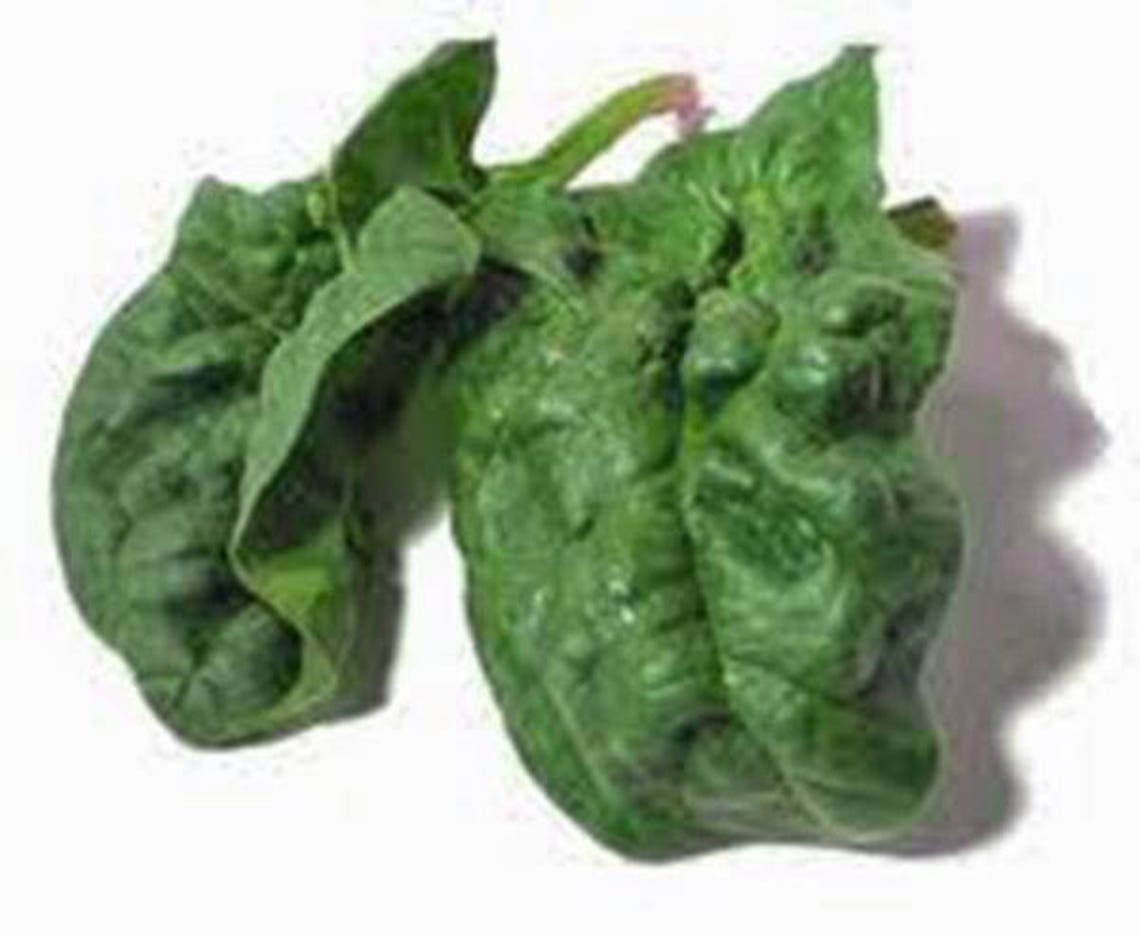 Spinach, Bloomsdale Long Standing Spinach Seeds, Heirloom, NON GMO ...