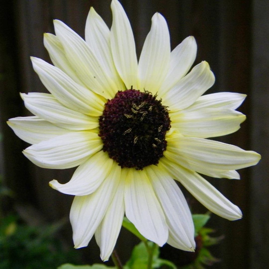 White Sunflower Seeds - Gorgeous Blooms That Range From Creamy White to ...