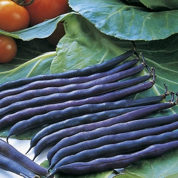 Purple Queen Bush Bean Seeds Heirloom NON GMO Country Creek - Etsy