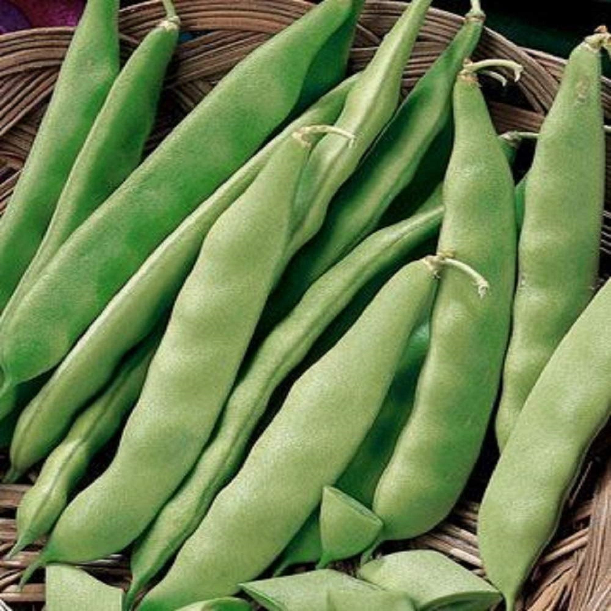 Roma II Bush Bean Seeds, Heirloom, NON GMO, Country Creek Acres - Etsy