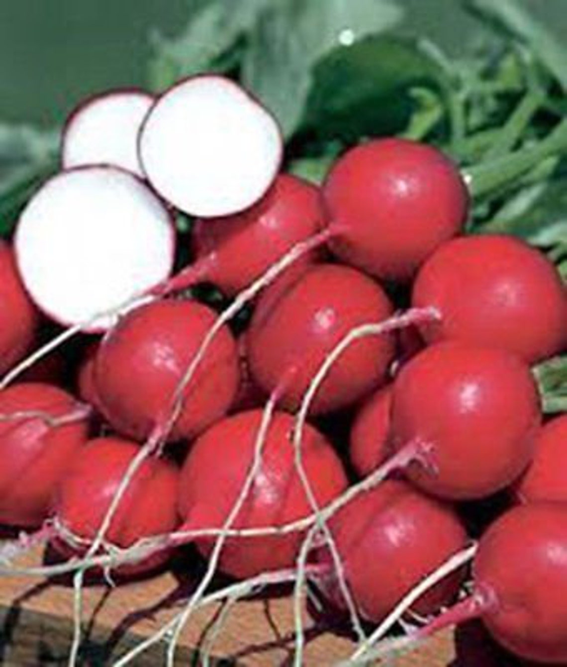 Radish, Champion Radish Seeds, Heirloom, NON GMO, Country Creek Acres ...