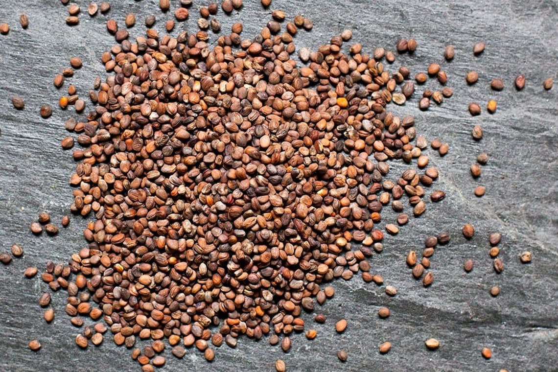 Rambo Radish Microgreen Sprouting Seeds, Heirloom, NON GMO, Country ...