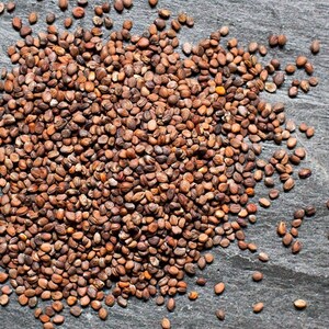 Rambo Radish Microgreen Sprouting Seeds, Heirloom, NON GMO, Country ...